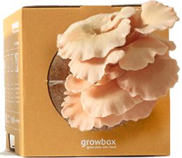 Growbox, Bercocok Tanam Tanpa Media Tanah