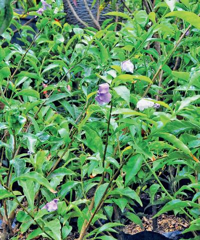 Semerbak Rumah Wangi